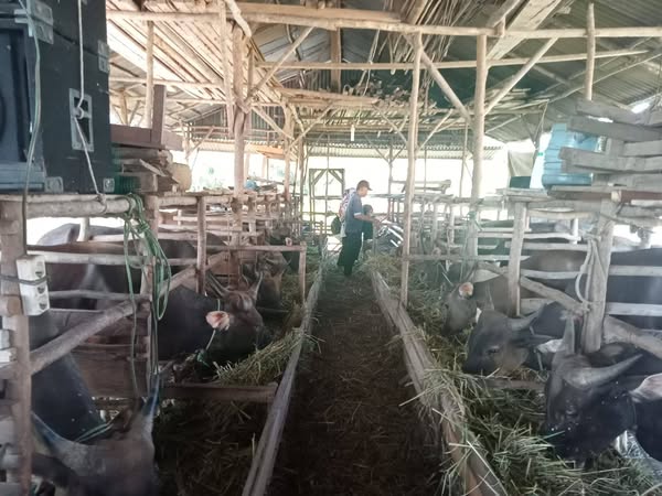 Jelang Idul Adha 1446 H, Pemkot Bengkulu Pastikan Hewan Kurban Sehat dan Layak - SELIMBURCAYA